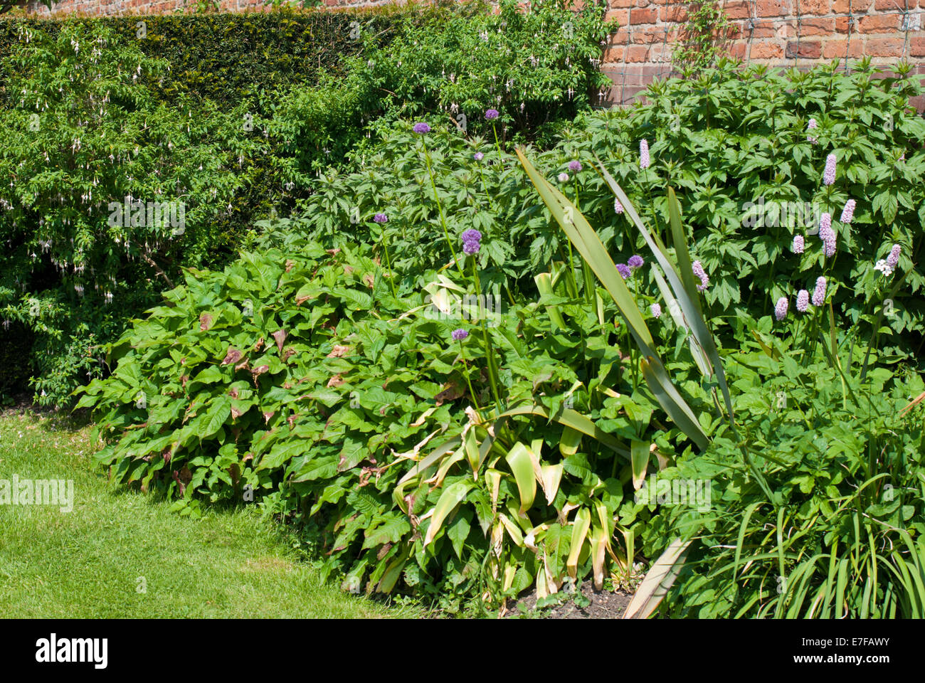 A mix of alliums growing in a herbaceous border Doddington Hall ...
