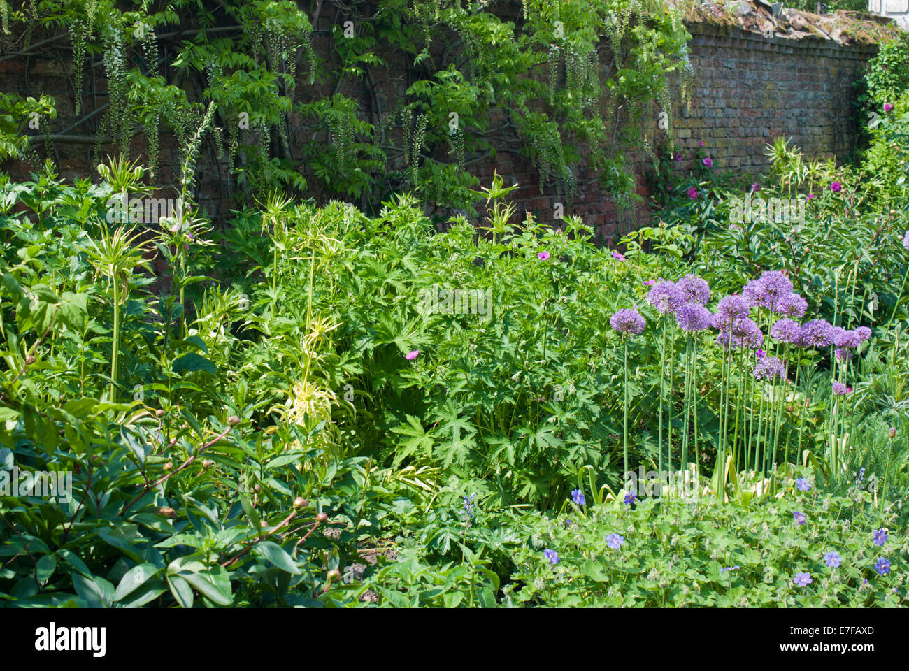A mix of alliums growing in a herbaceous border Doddington Hall ...