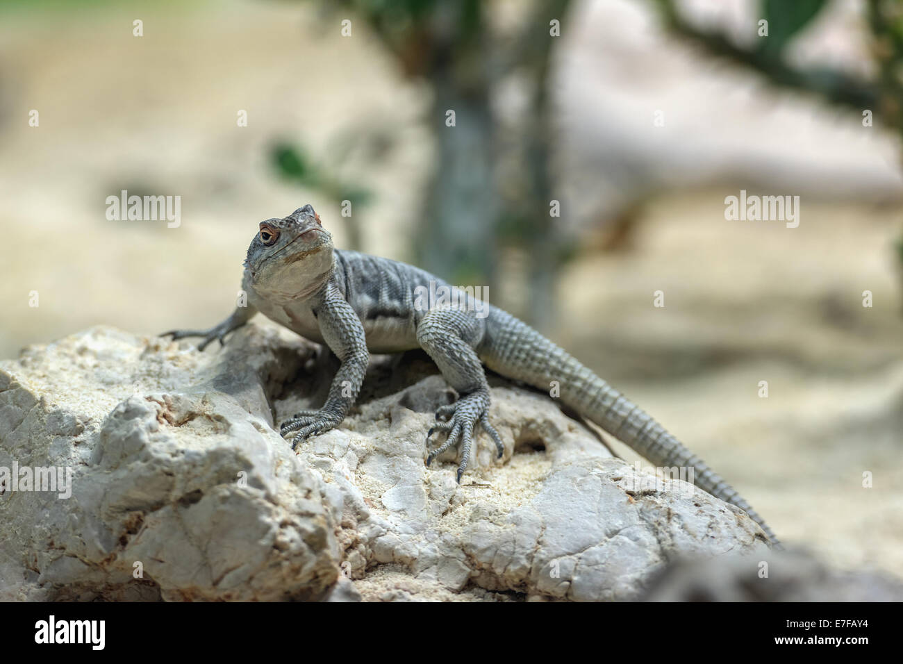 Big lizard hi-res stock photography and images - Alamy