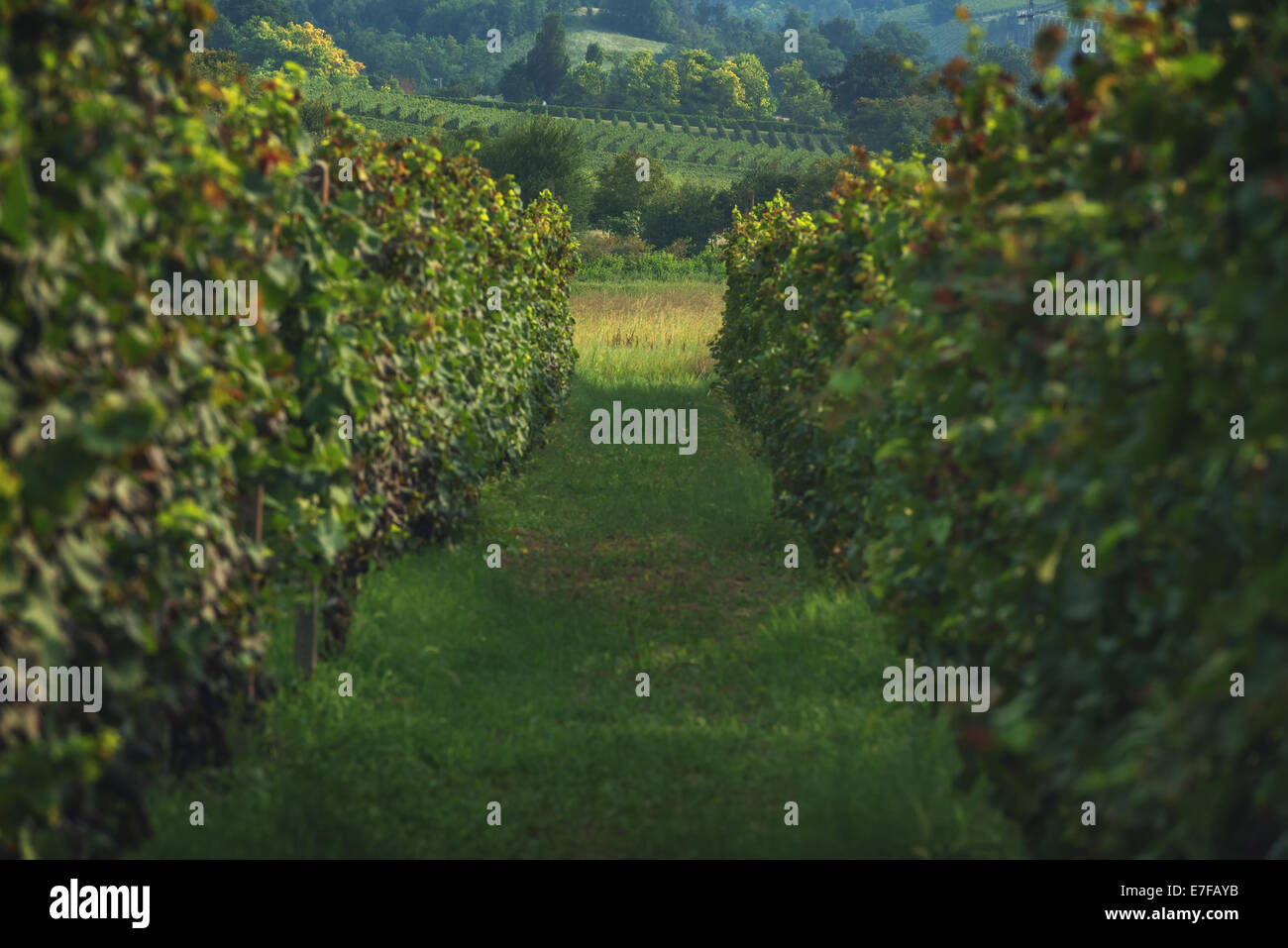 green vineyard on italy closeup Stock Photo - Alamy