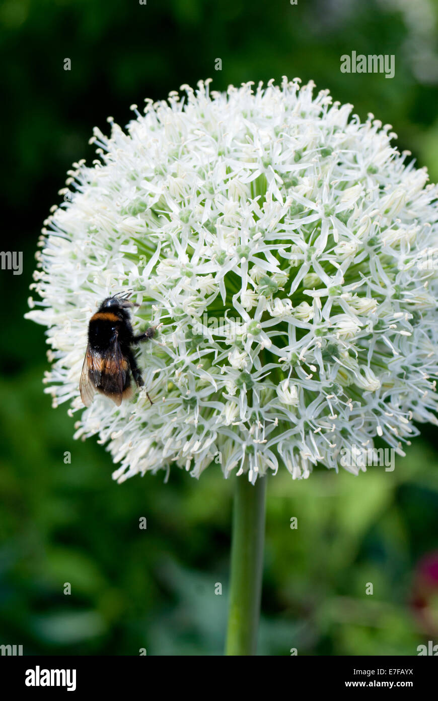 White flowering alliums growing in a herbaceous border Stock Photo - Alamy