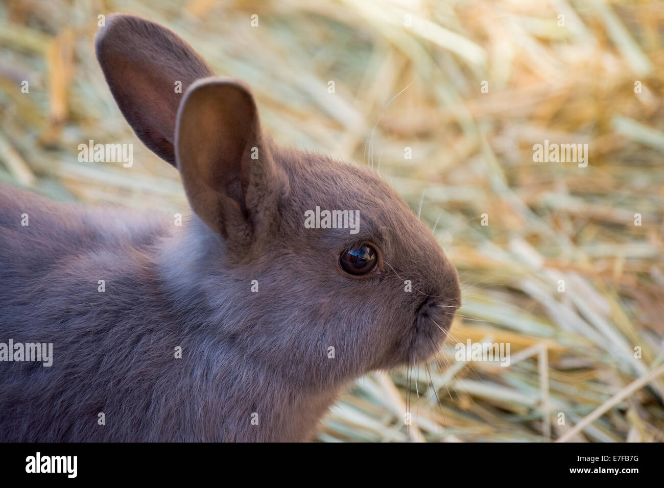 Grey rabbits hi-res stock photography and images - Alamy