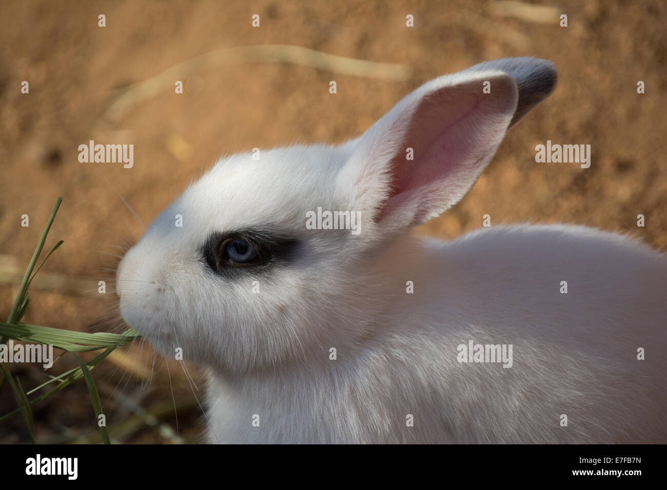 Black Rabbit And White Rabbits Stock Photos & Black Rabbit And White ...