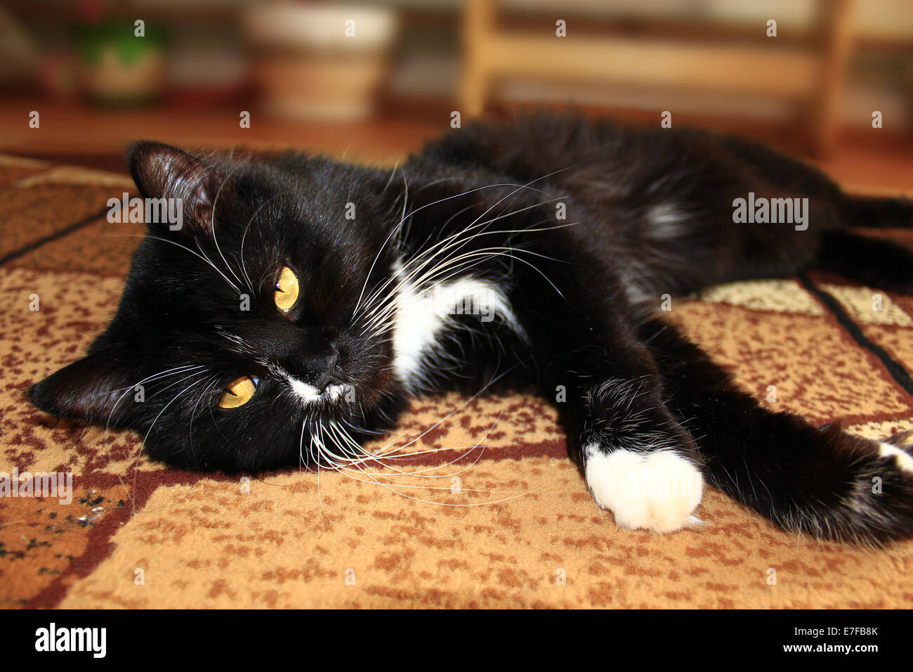nice black cat lolling about on the carpet Stock Photo - Alamy