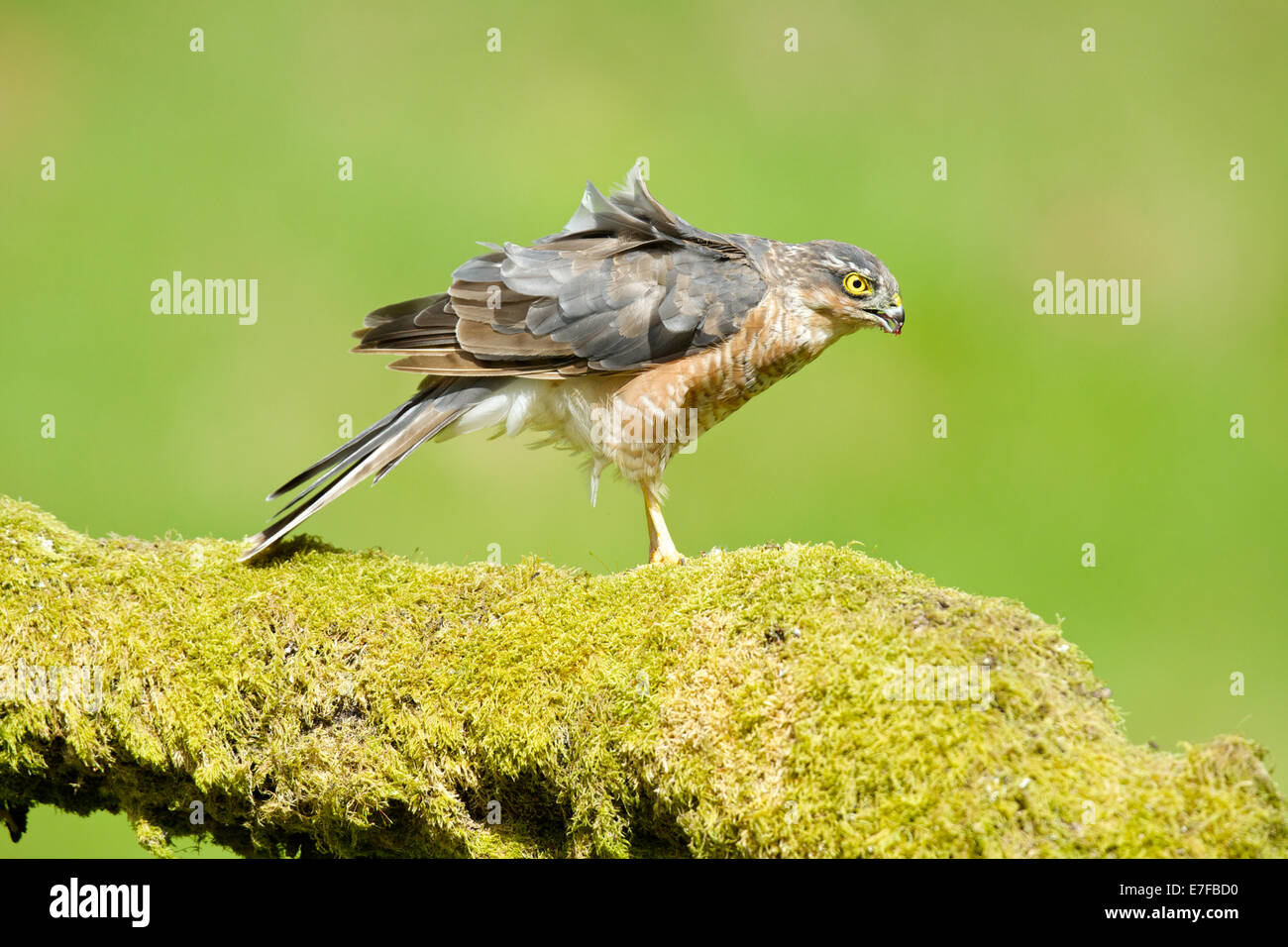 Sparrowhawk feathers hi-res stock photography and images - Alamy