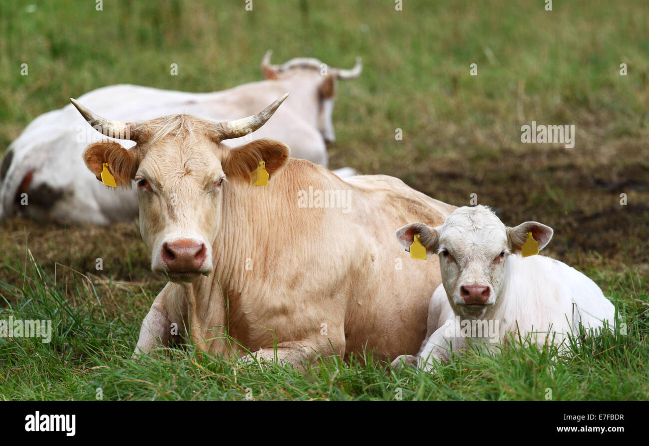 Two cows full face view on green grass with third one in background ...