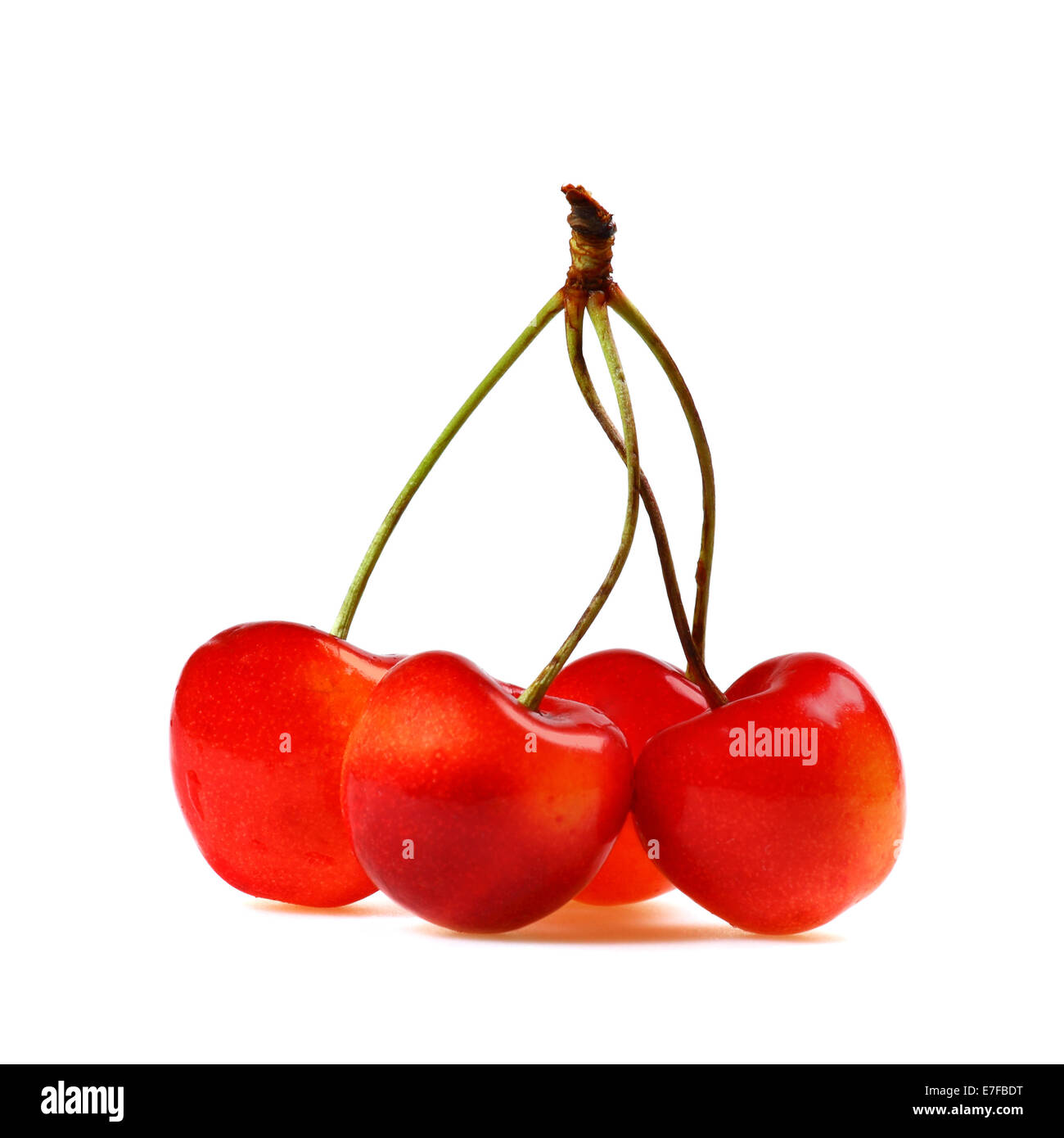 A cluster of four red cherry berries on white background with shadow ...