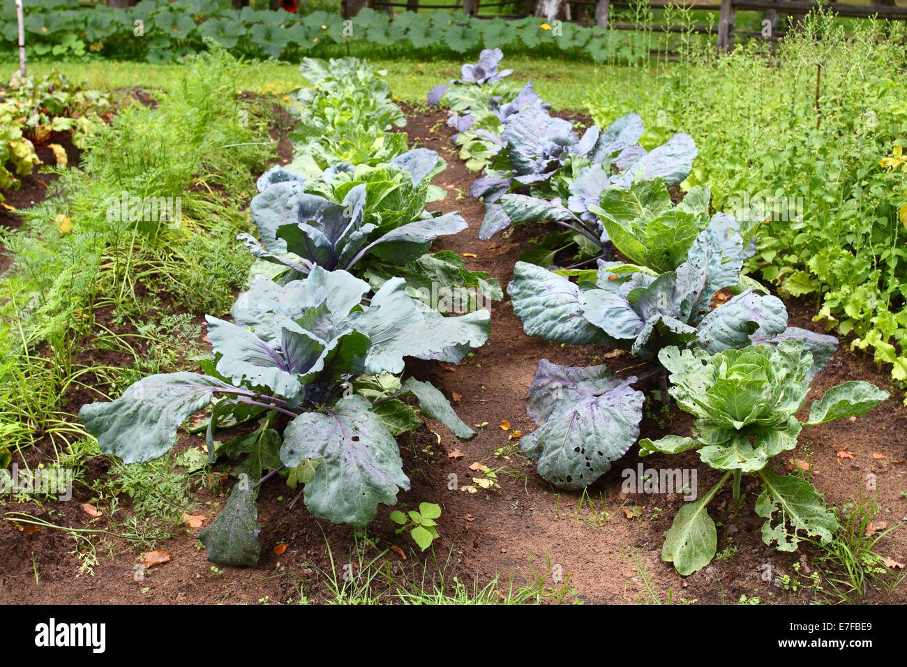 Cabbage rows in garden Stock Photo - Alamy