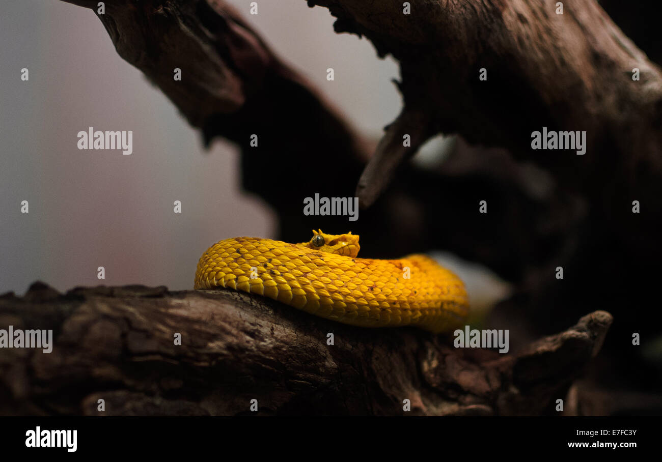 Yellow snake resting peacefully Stock Photo - Alamy