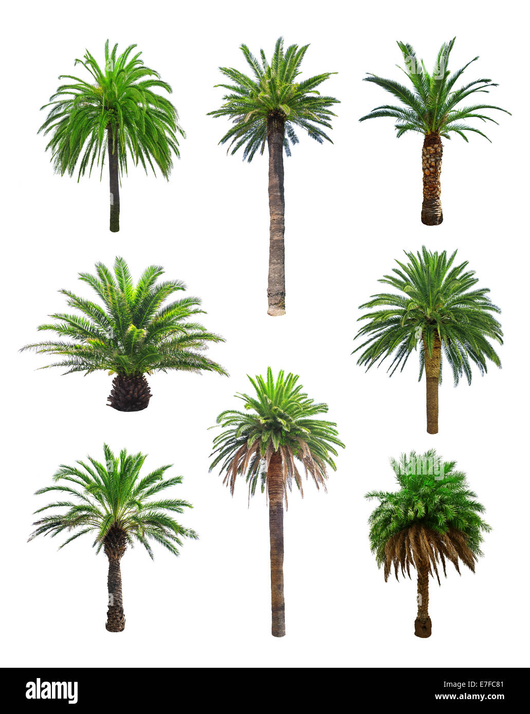 Tropic palm tree hi-res stock photography and images - Alamy