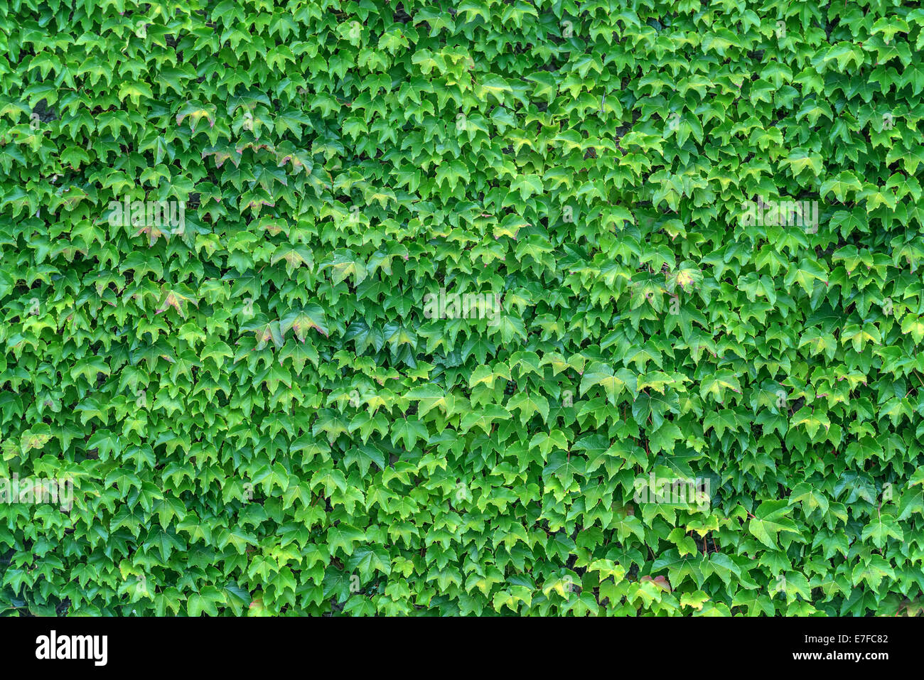 texture of ivy leaves closeup Stock Photo - Alamy