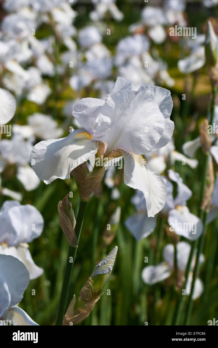 A group of Iris plants Stock Photo - Alamy