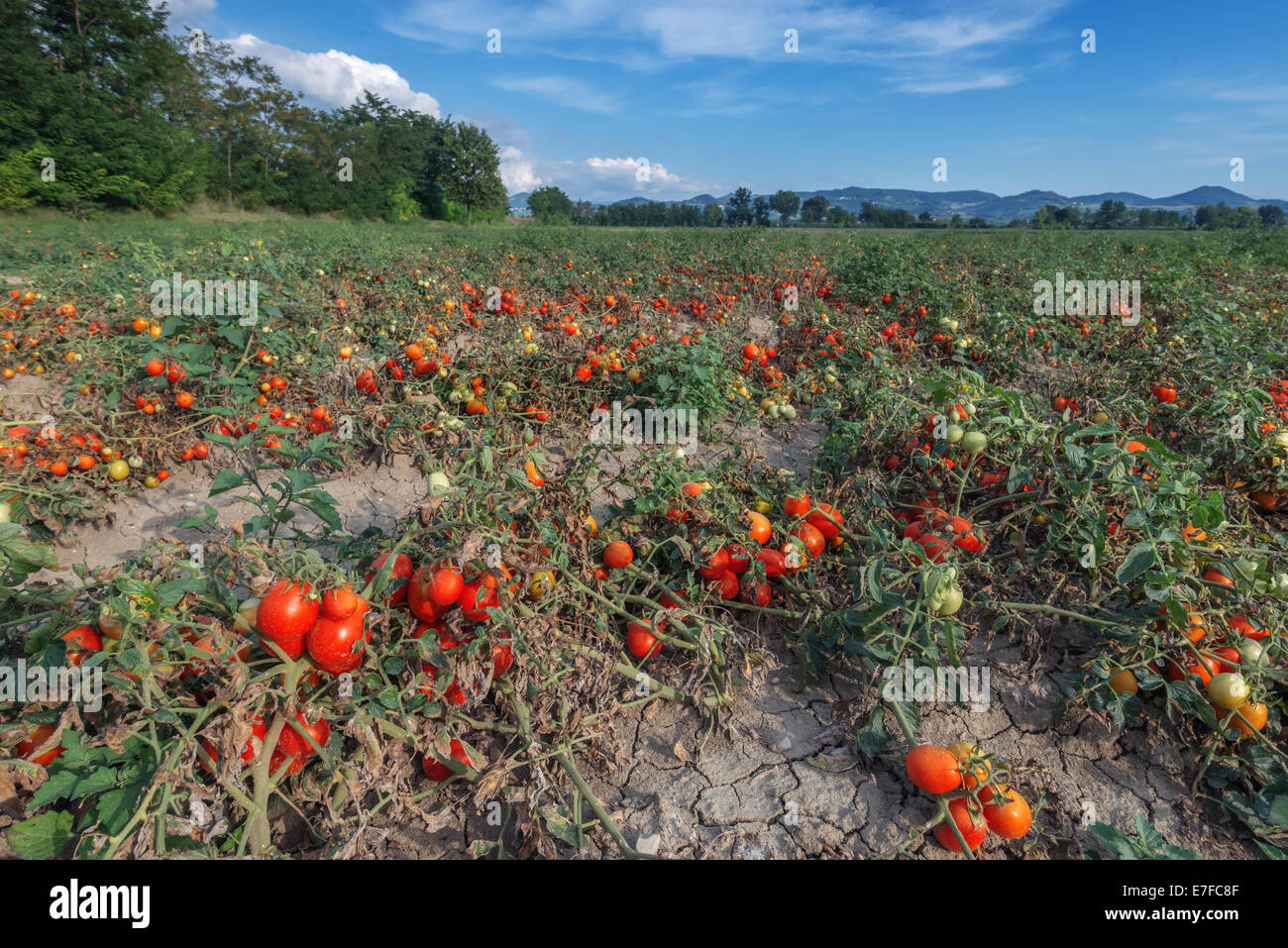 tomato field on summer day Stock Photo - Alamy