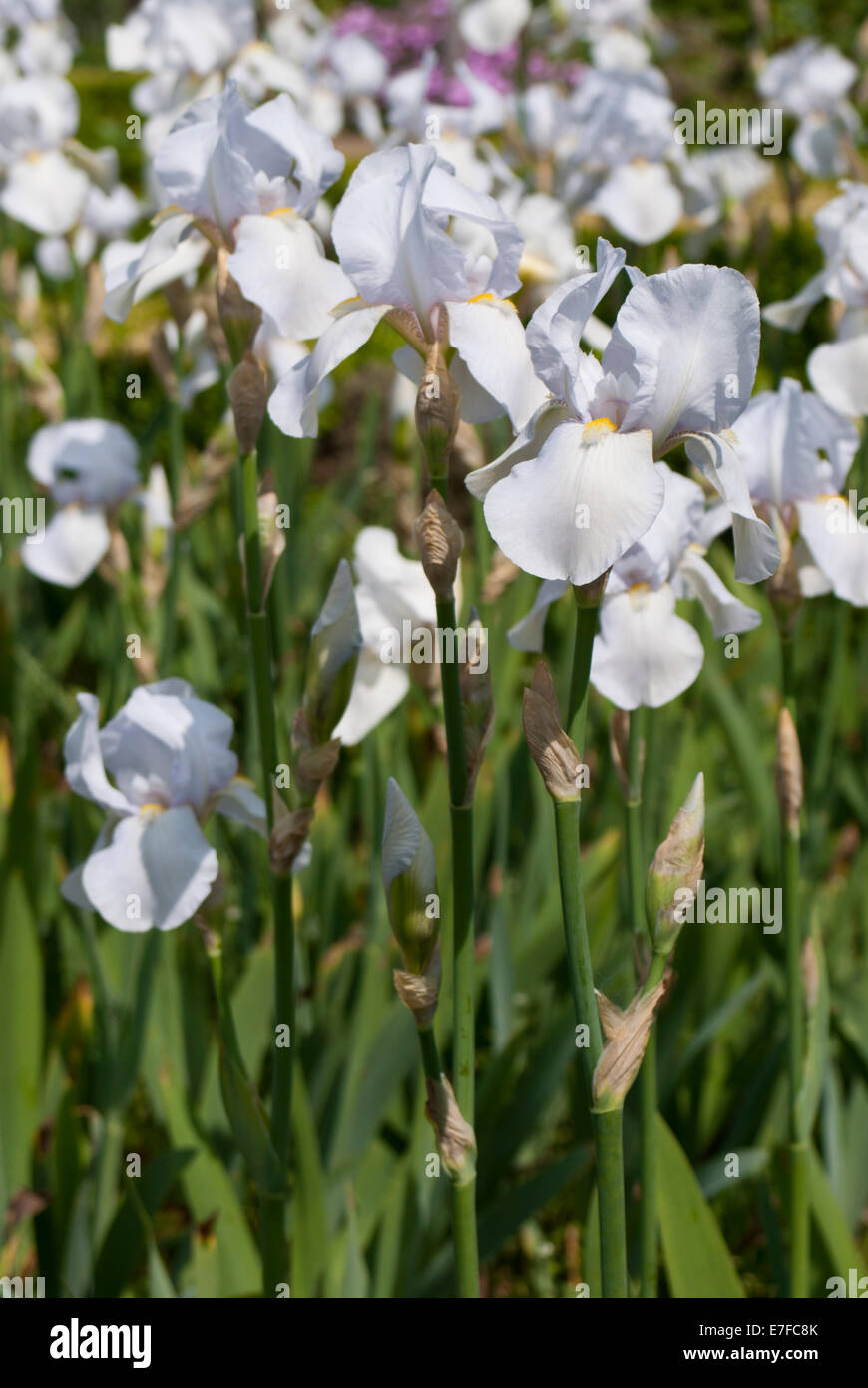 A group of Iris plants Stock Photo - Alamy