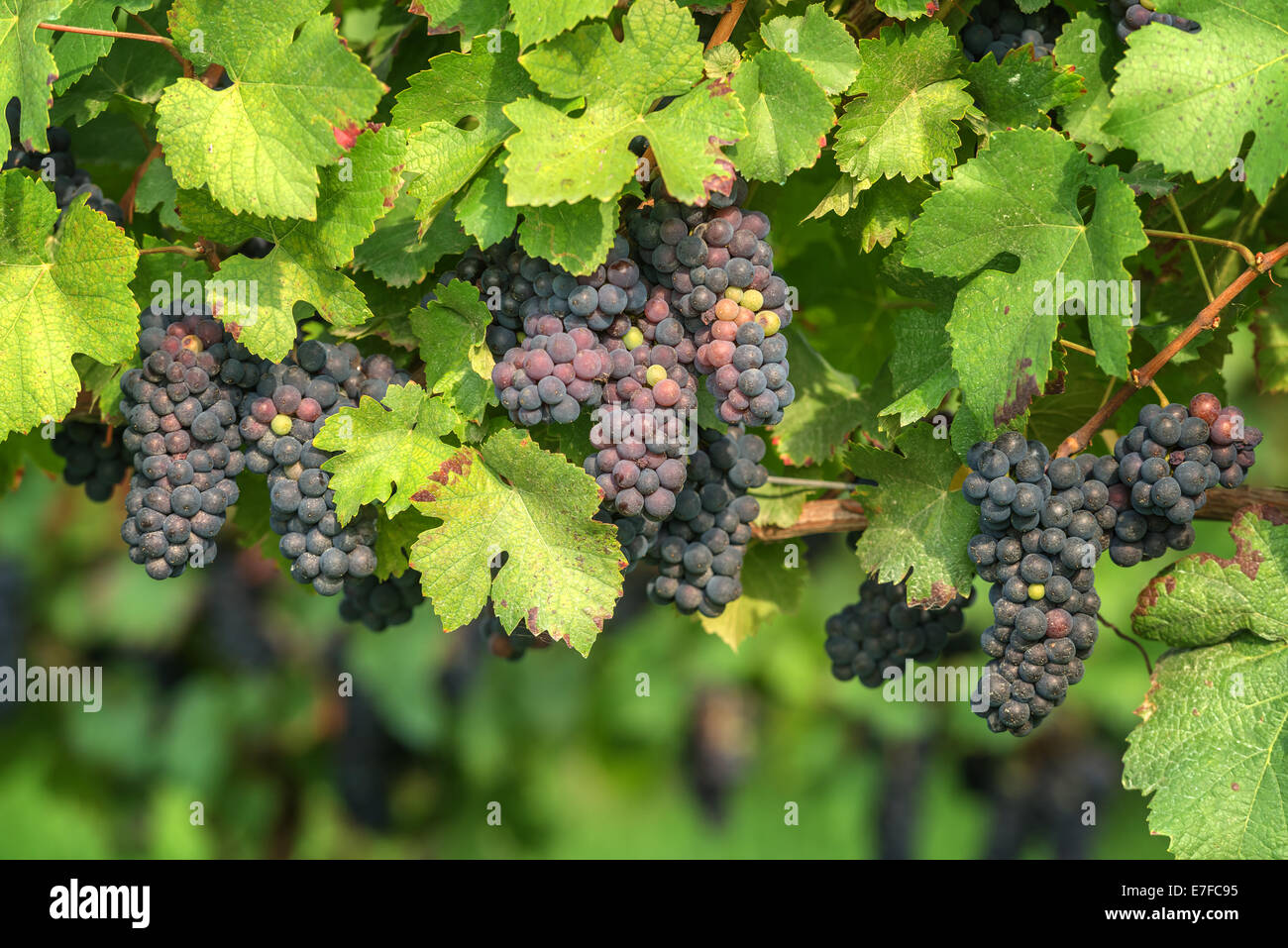 blue grape branch close up Stock Photo - Alamy