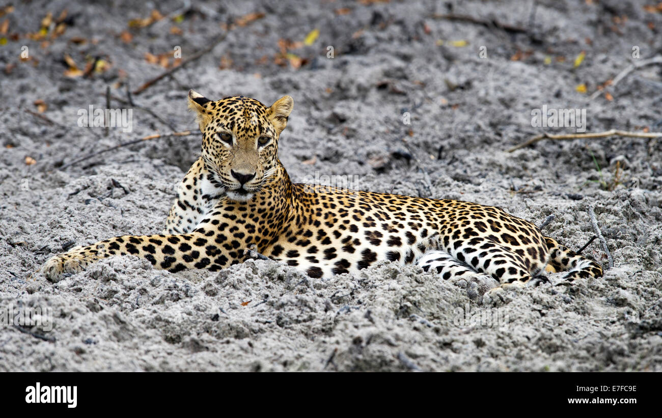 Leopard panthera pardus walking in sand hi-res stock photography and ...