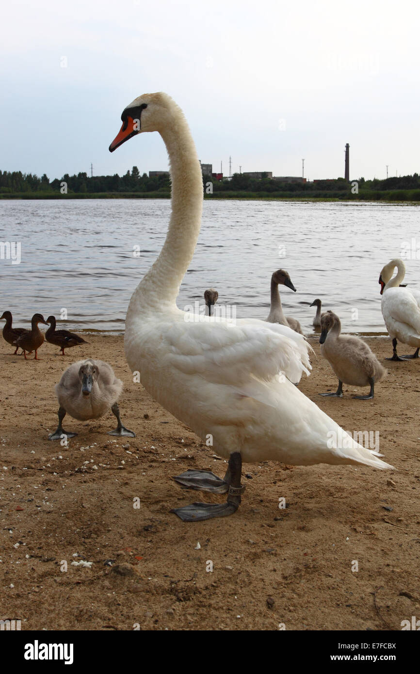 Swan with children on lake coast Stock Photo - Alamy
