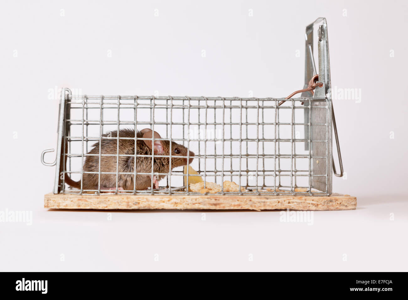 Mouse caught in trap hi-res stock photography and images - Alamy