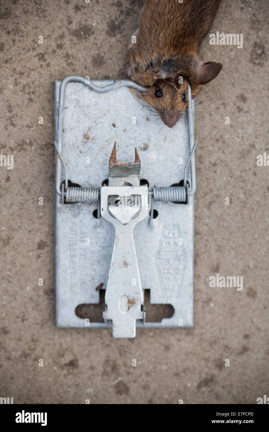 Mouse caught in mousetrap dead hi-res stock photography and images - Alamy
