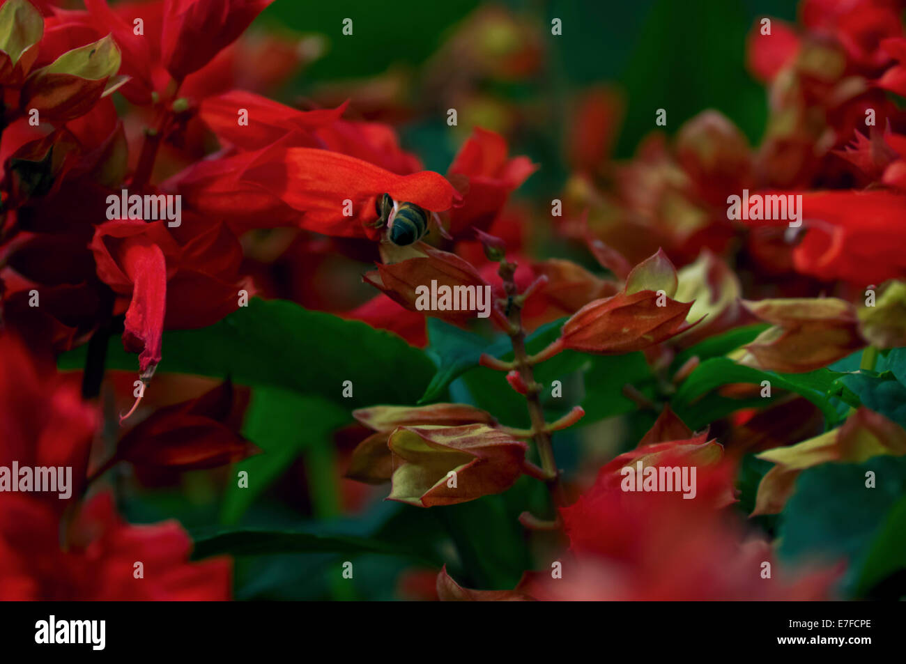 Red flowers with bee hi-res stock photography and images - Alamy