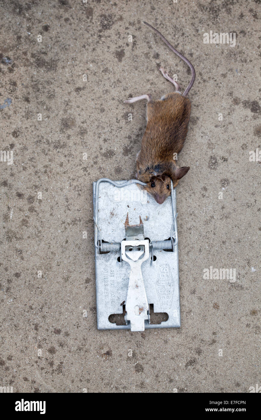 Dead Mouse caught in Mouse Trap Stock Photo - Alamy