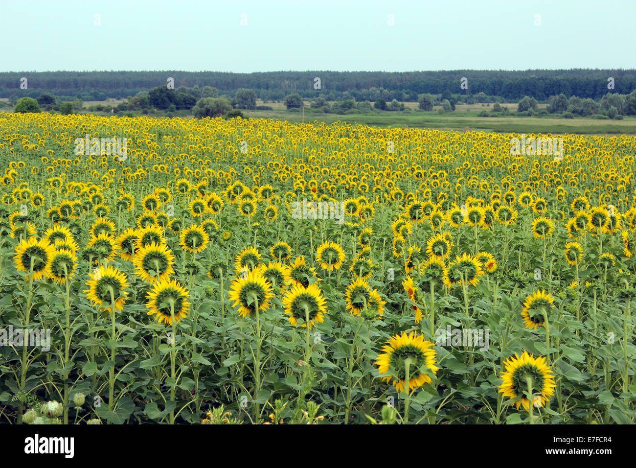 Beautiful sunflower field near hi-res stock photography and images - Alamy