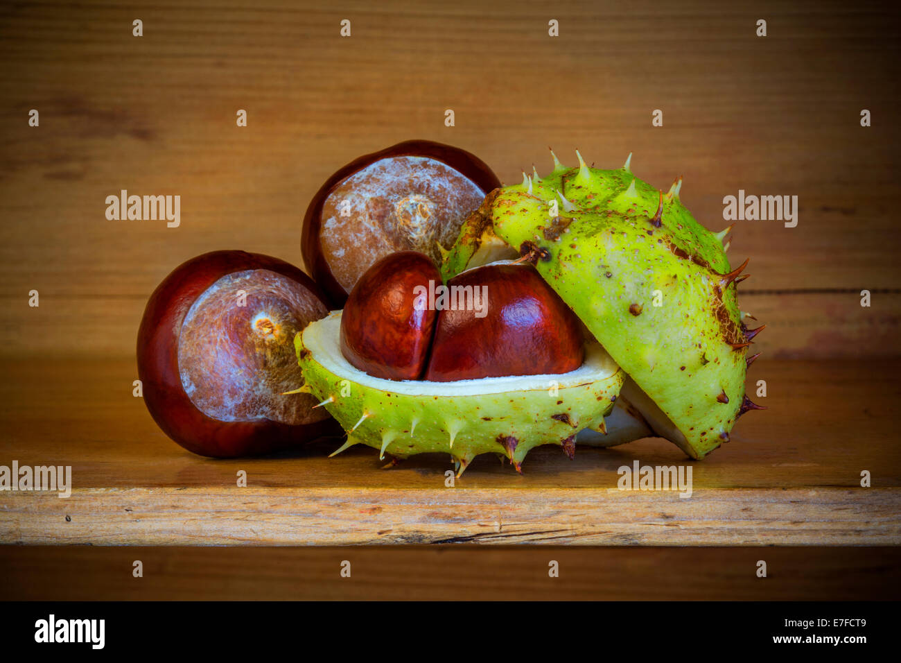 Conker shell hi-res stock photography and images - Alamy