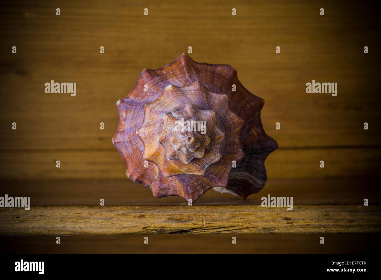 Spiral seashell hi-res stock photography and images - Alamy