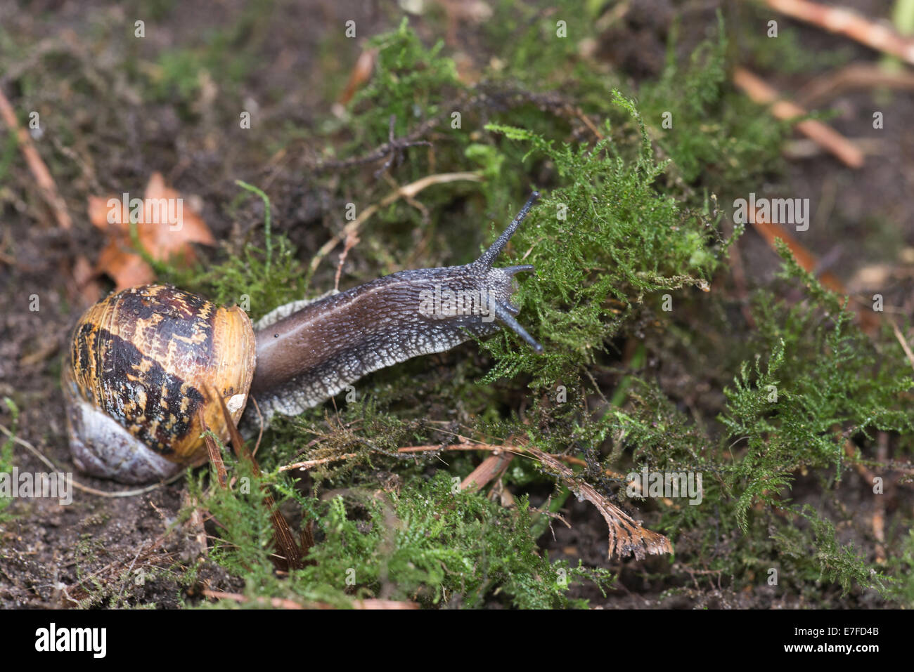 Garden snail (Helix aspersa) feeding on moss Stock Photo - Alamy