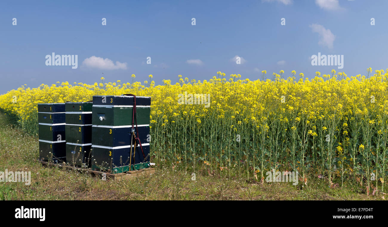 Green sweet bees hi-res stock photography and images - Alamy