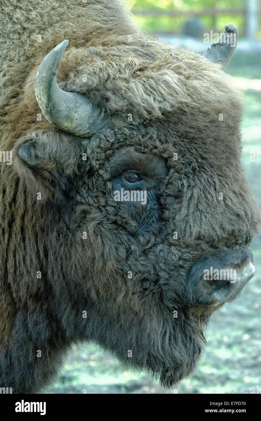 European bison (Bison bonasus), also known as wisent or the European ...
