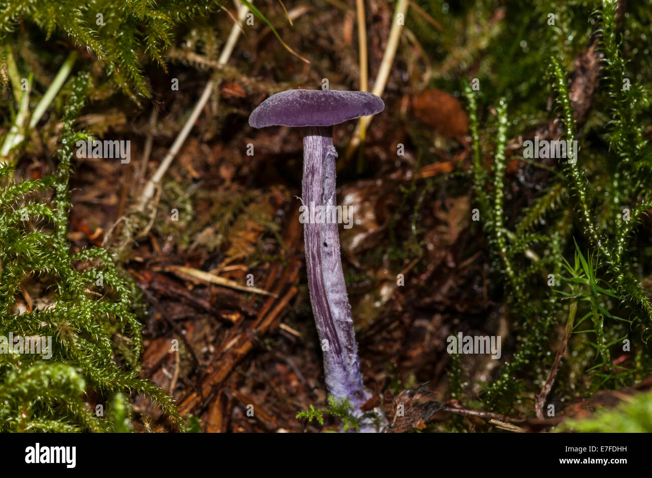 Deceiver fungus hi-res stock photography and images - Alamy