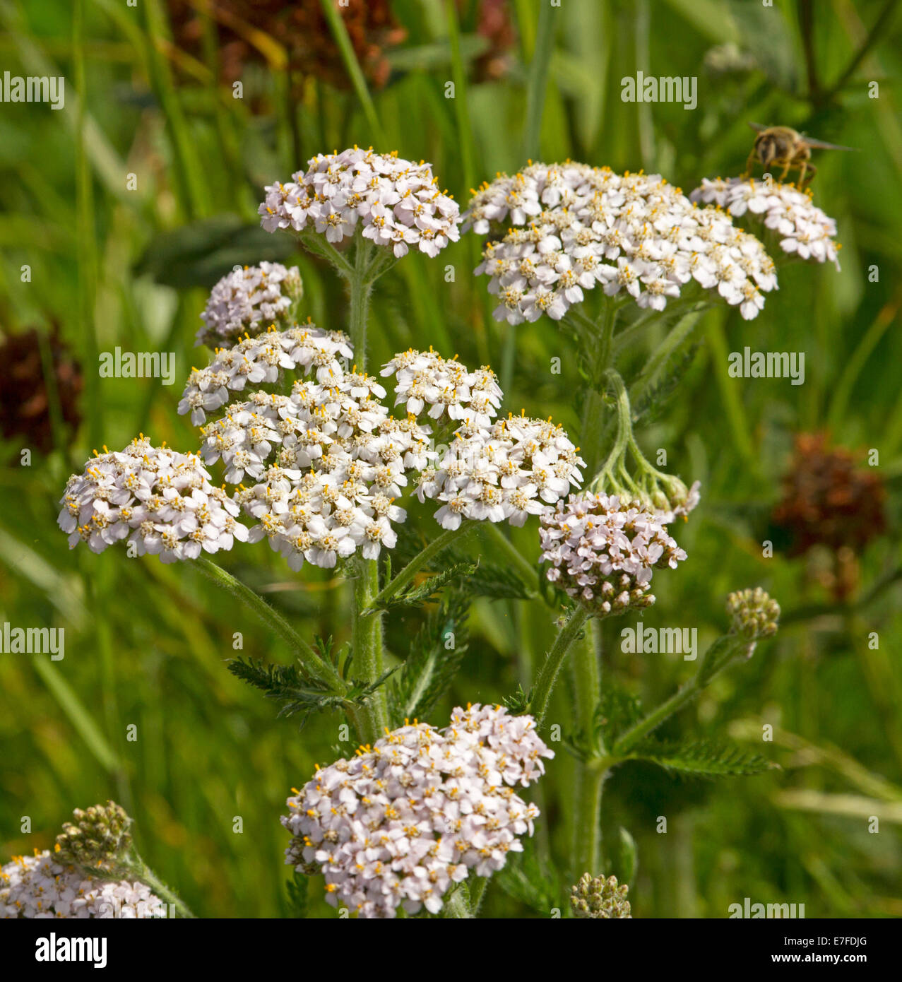 Wild angelica angelica sylvestris hi-res stock photography and images ...