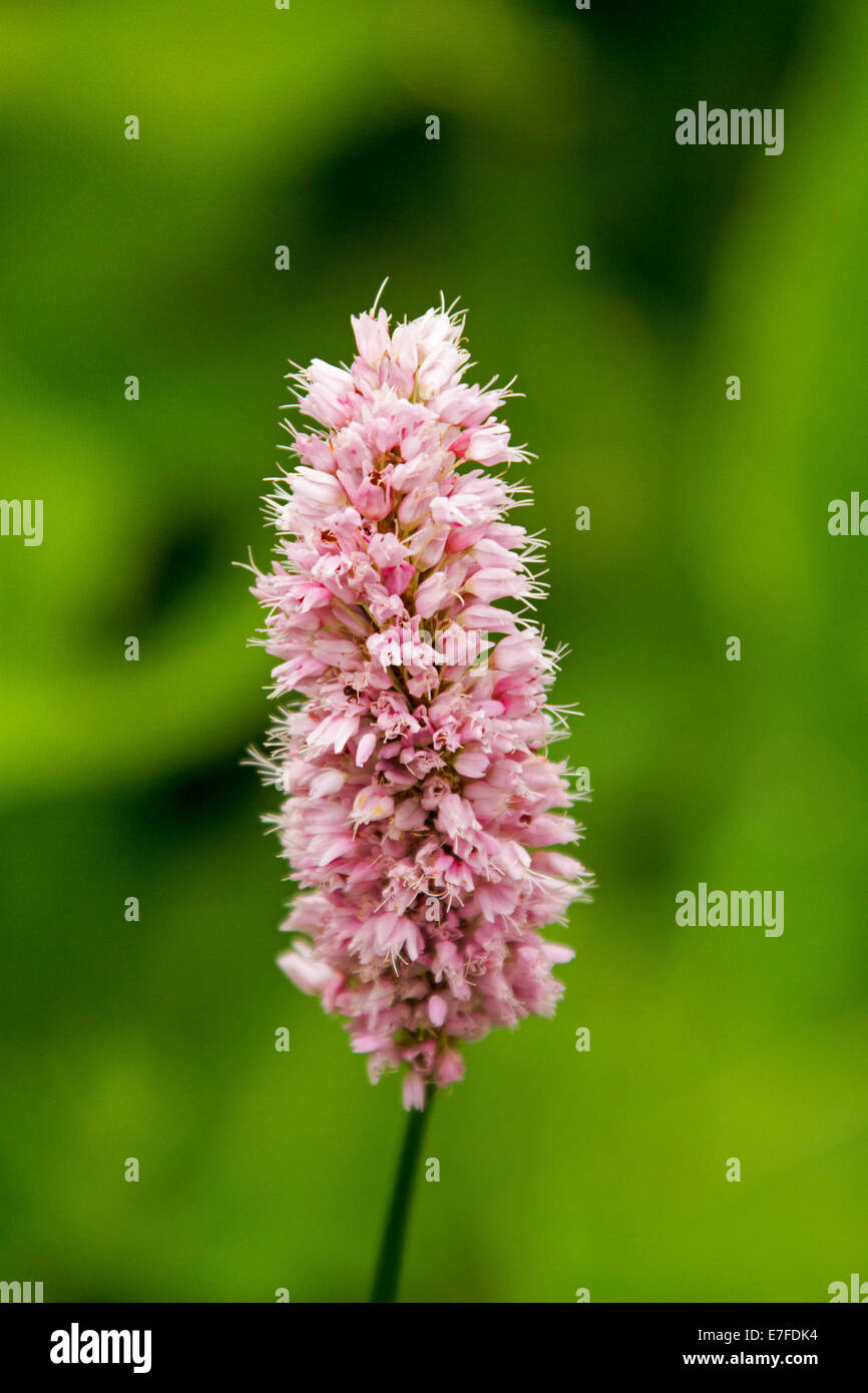 Pink flower of dock weed, Polygonum bistorta in garden at Muncaster ...