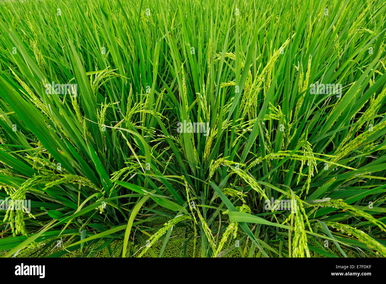 Rice field in the water Stock Photo - Alamy