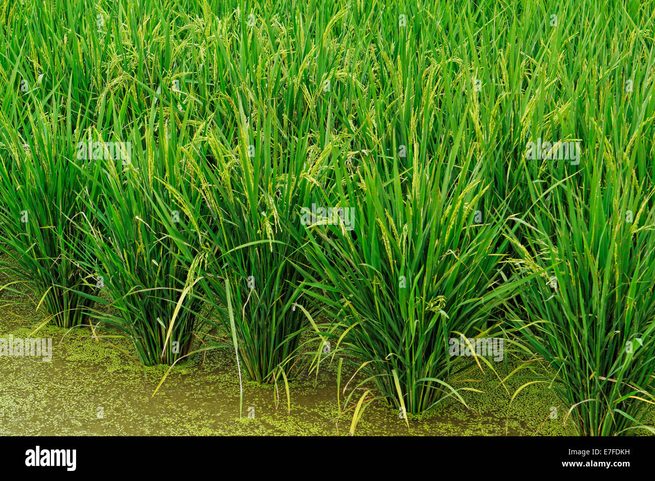 Fall and rice field and china hi-res stock photography and images - Alamy