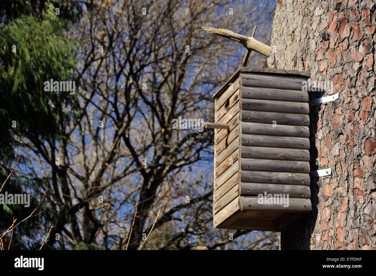 Wildlife management, wooden bird box on tree, endangered, Cape Parrot ...