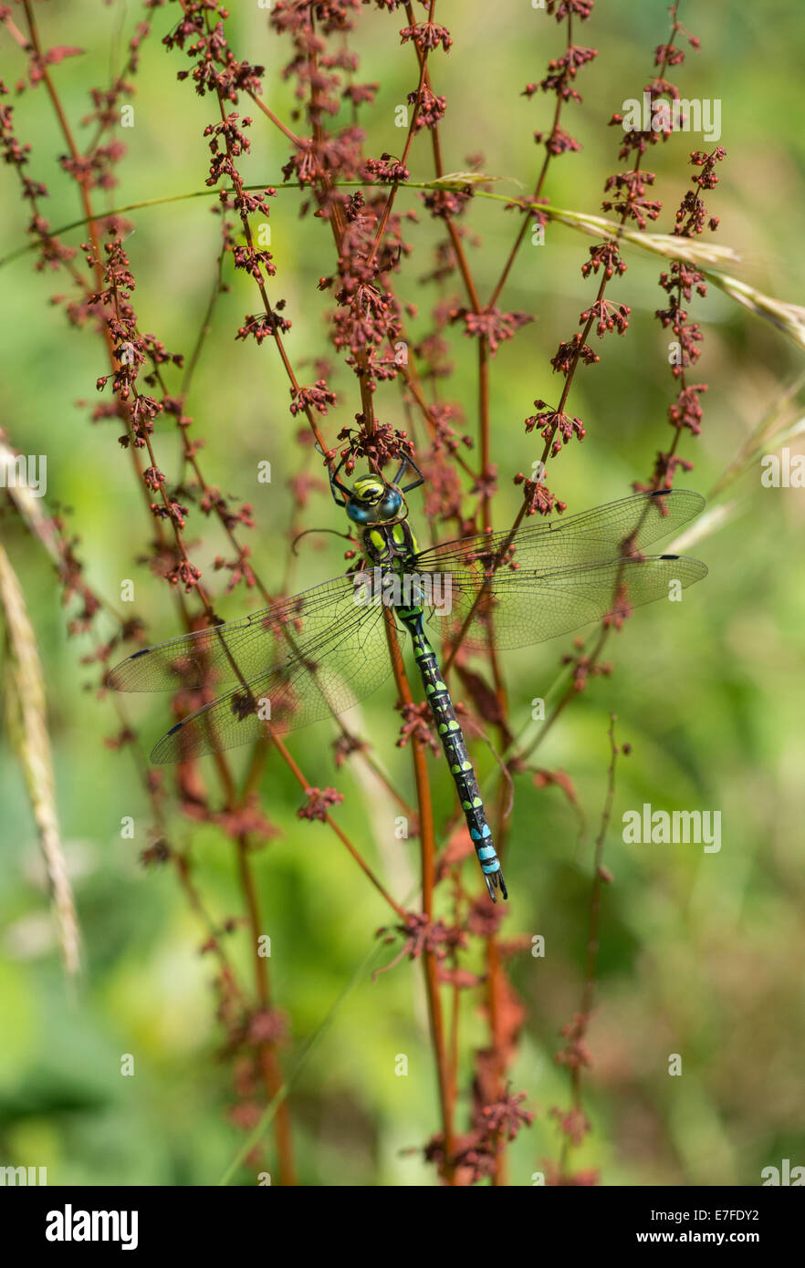 Female southern hawker (Aeshna cyanea Stock Photo - Alamy