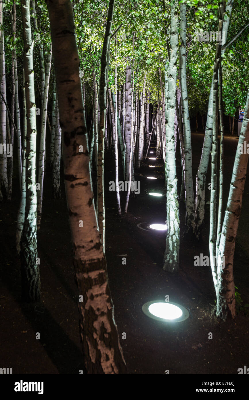 Silver Birch (Betula pendula) trees at night outside the Tate Modern ...