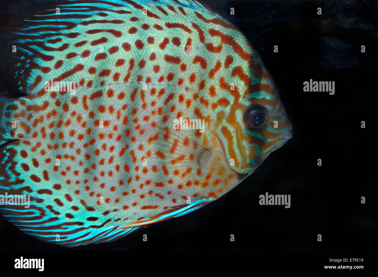 Species of pigeon hi-res stock photography and images - Alamy