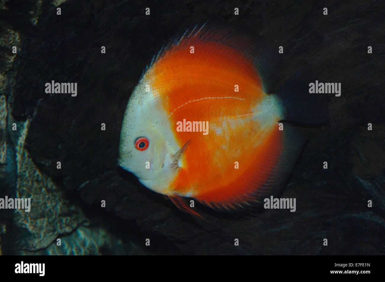 Super Red Melon Discus Fish Stock Photo - Alamy