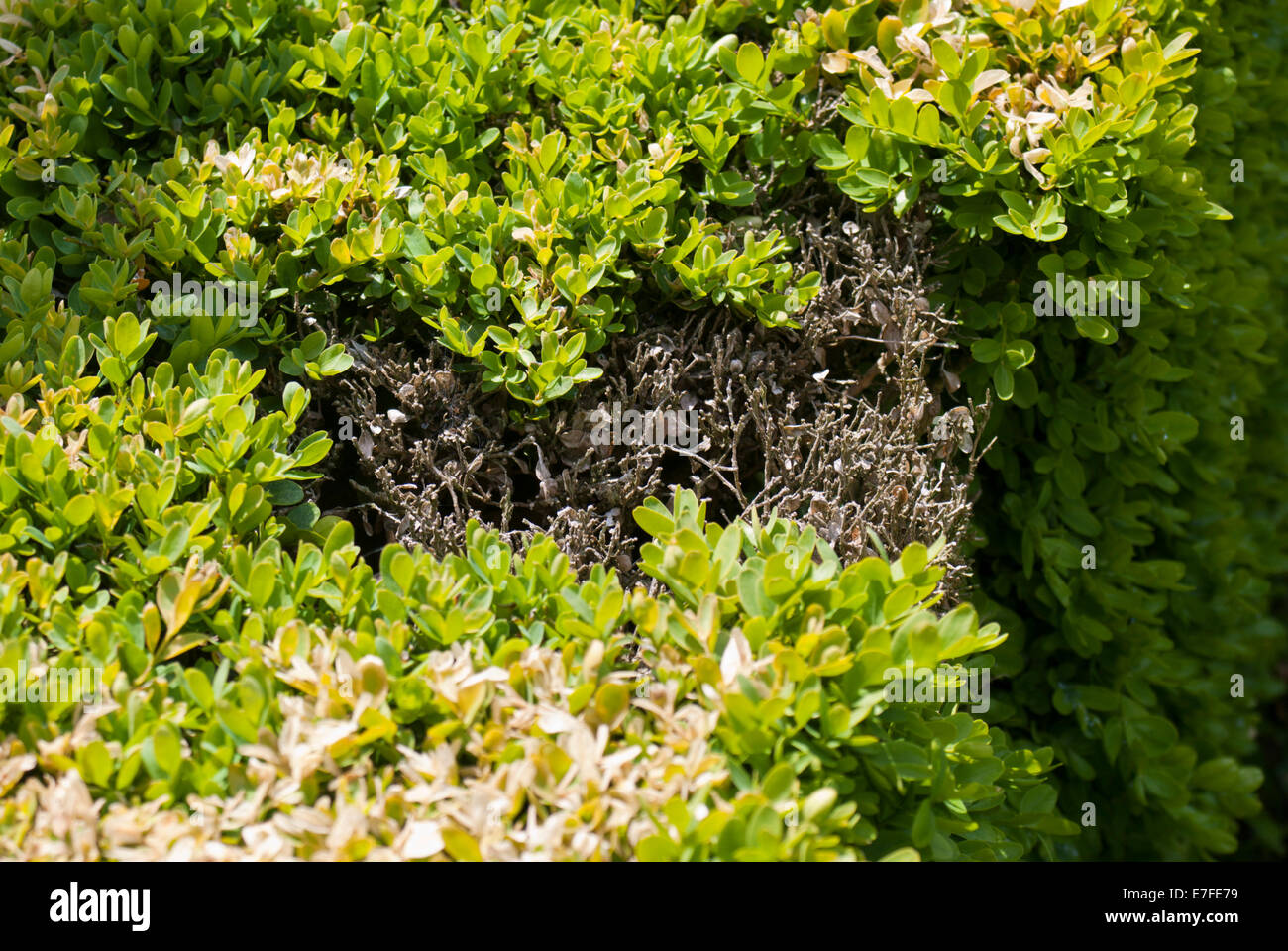 Box Blight Buxus Stock Photos & Box Blight Buxus Stock Images - Alamy