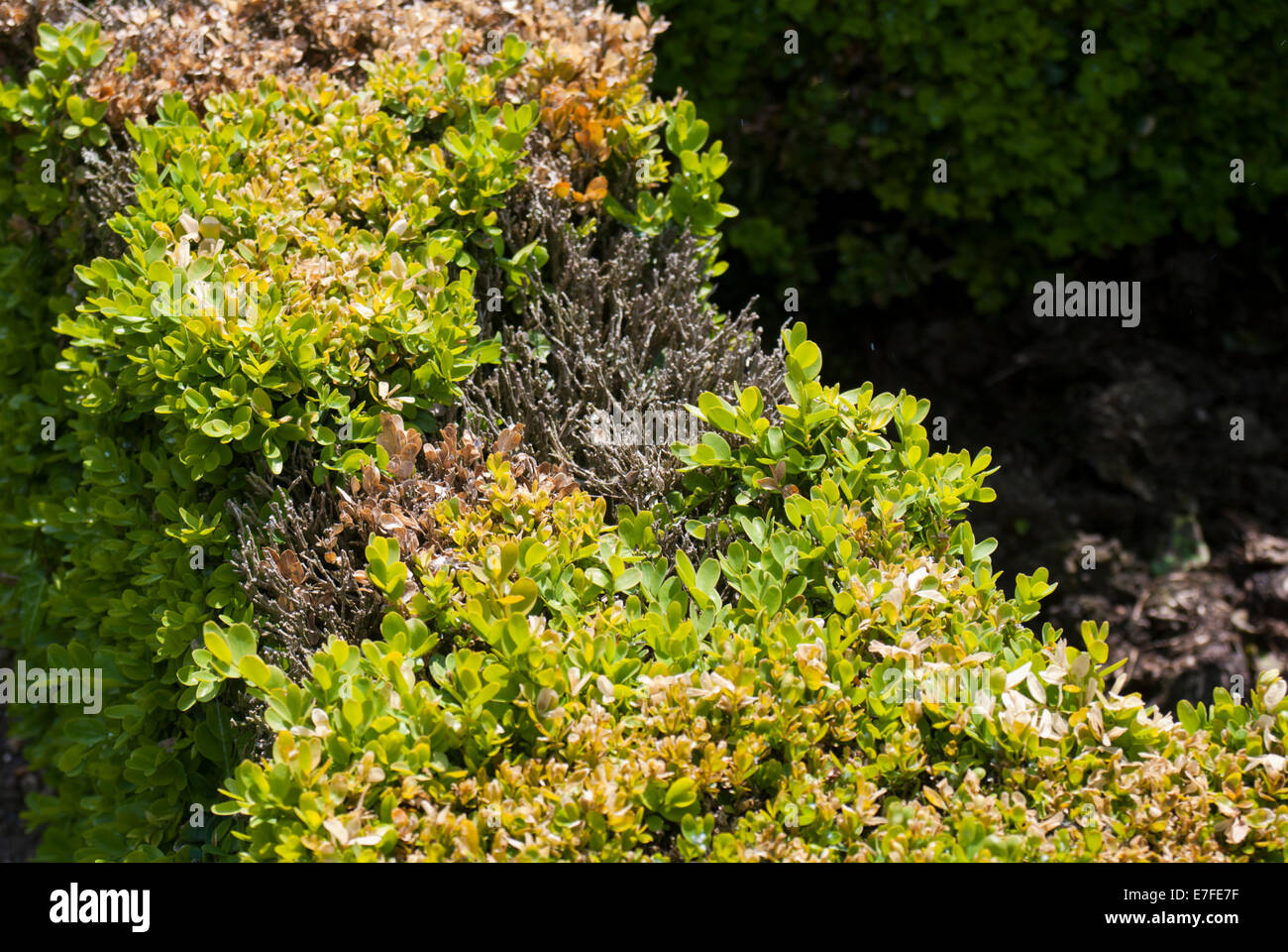 Box Blight Buxus Stock Photos & Box Blight Buxus Stock Images - Alamy