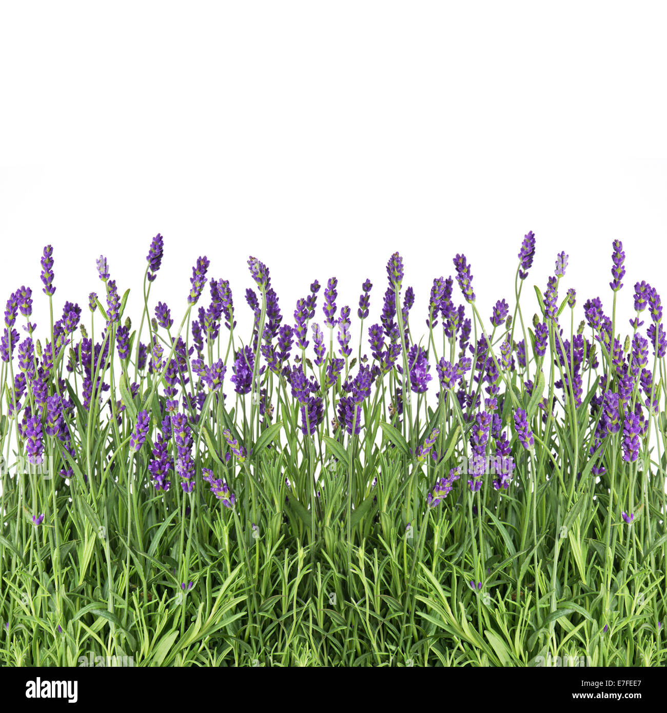 lavender flowers isolated on white background Stock Photo - Alamy