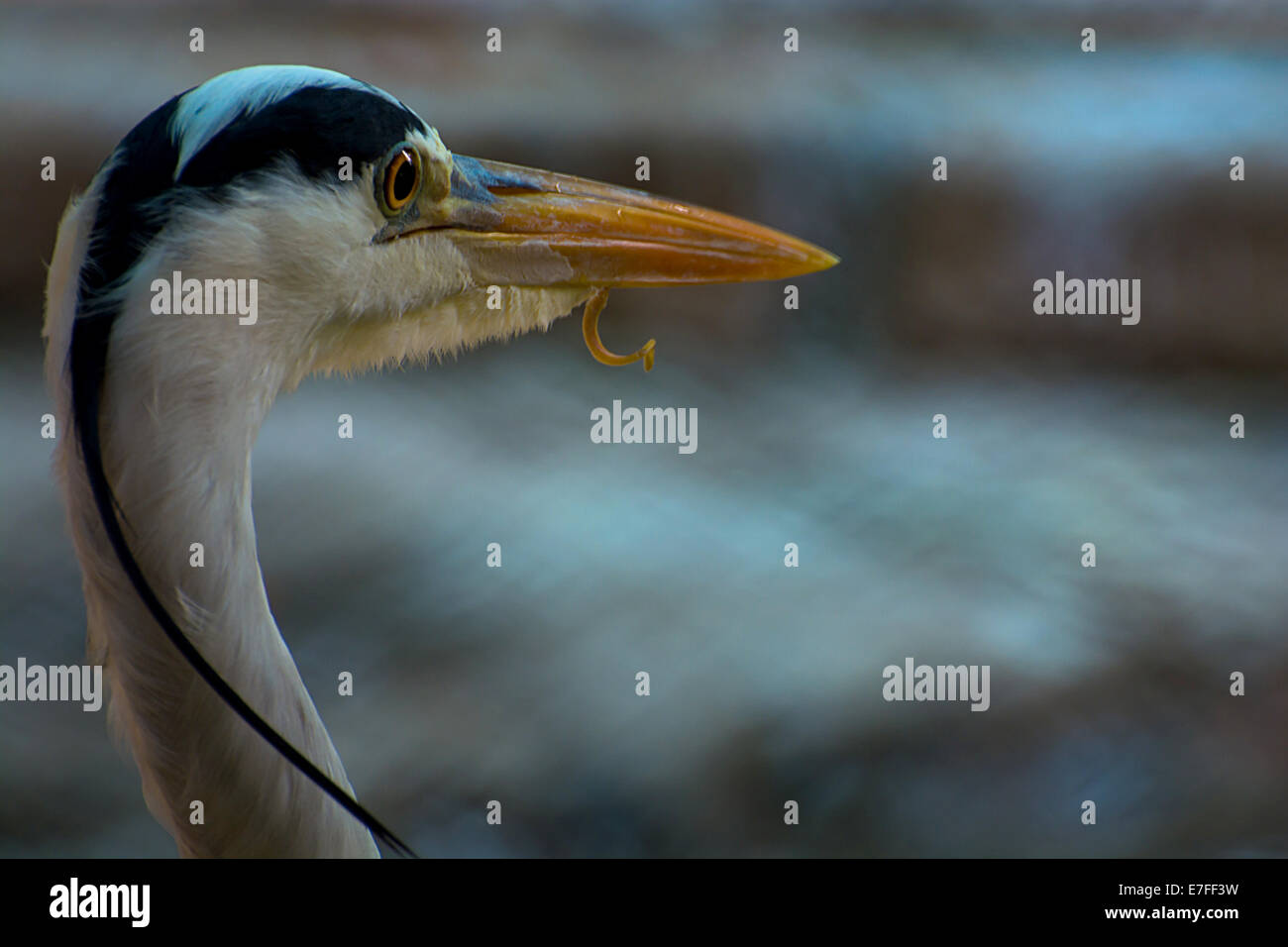 Sharp beak and eye hi-res stock photography and images - Alamy