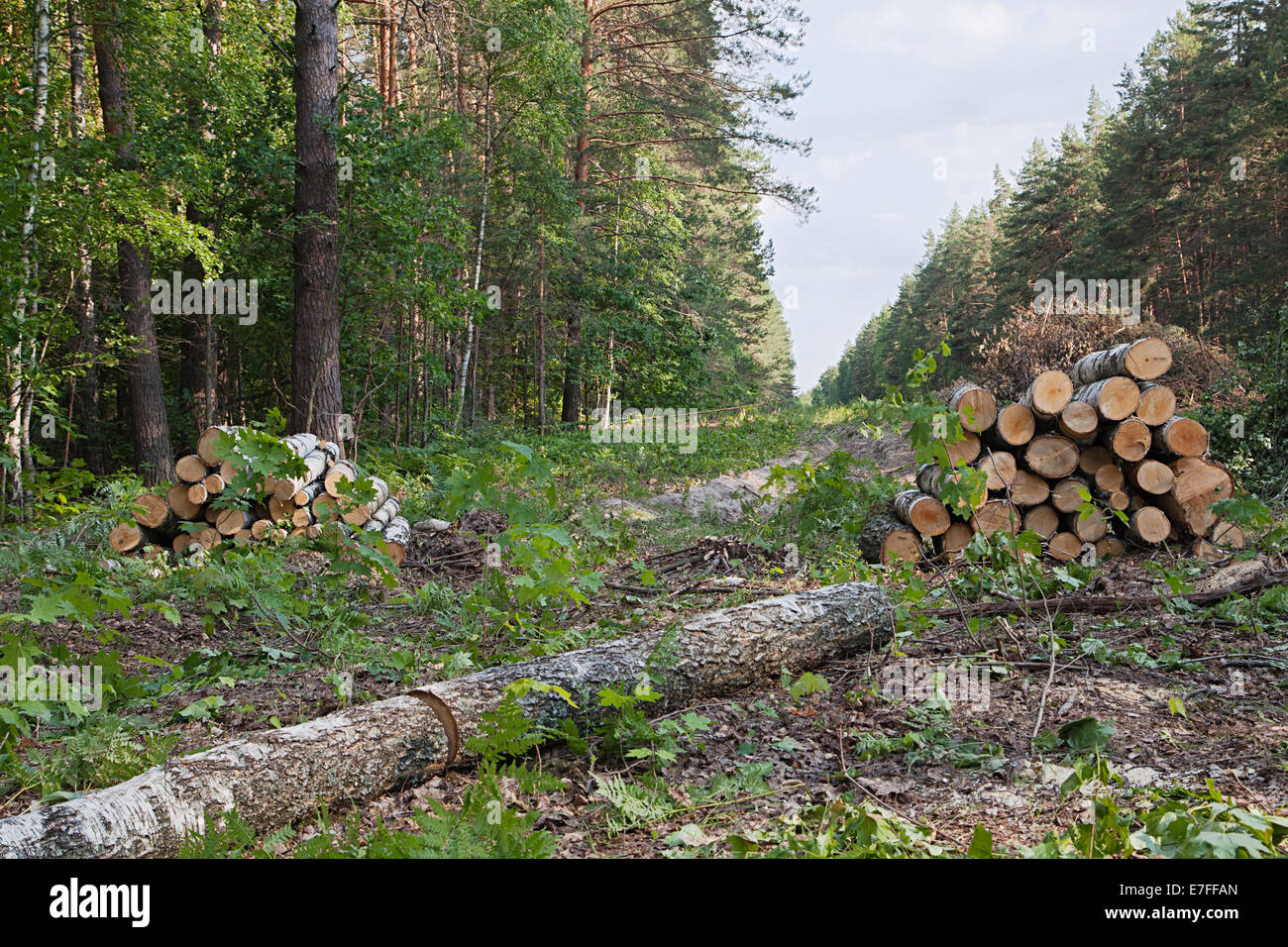 New clearing in a forest with tree trunks laying on the ground Stock ...
