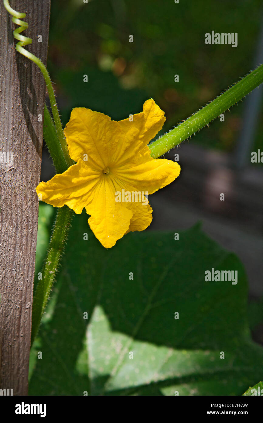 Yellow cucumber flower in a vegetable garden Stock Photo - Alamy