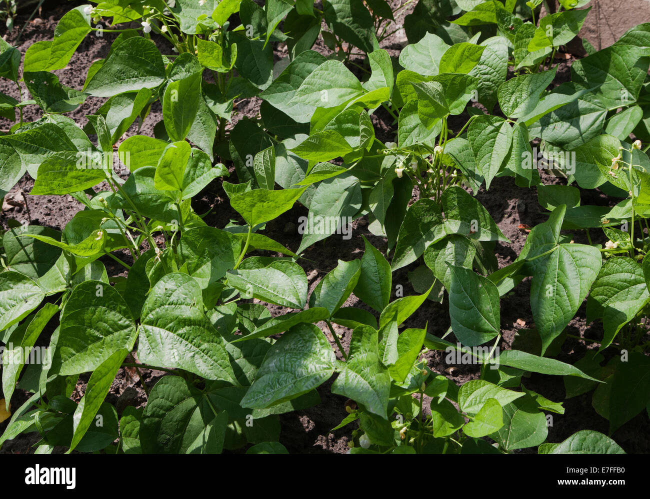 Sprouts of kidney beans in a vegetable garden Stock Photo - Alamy