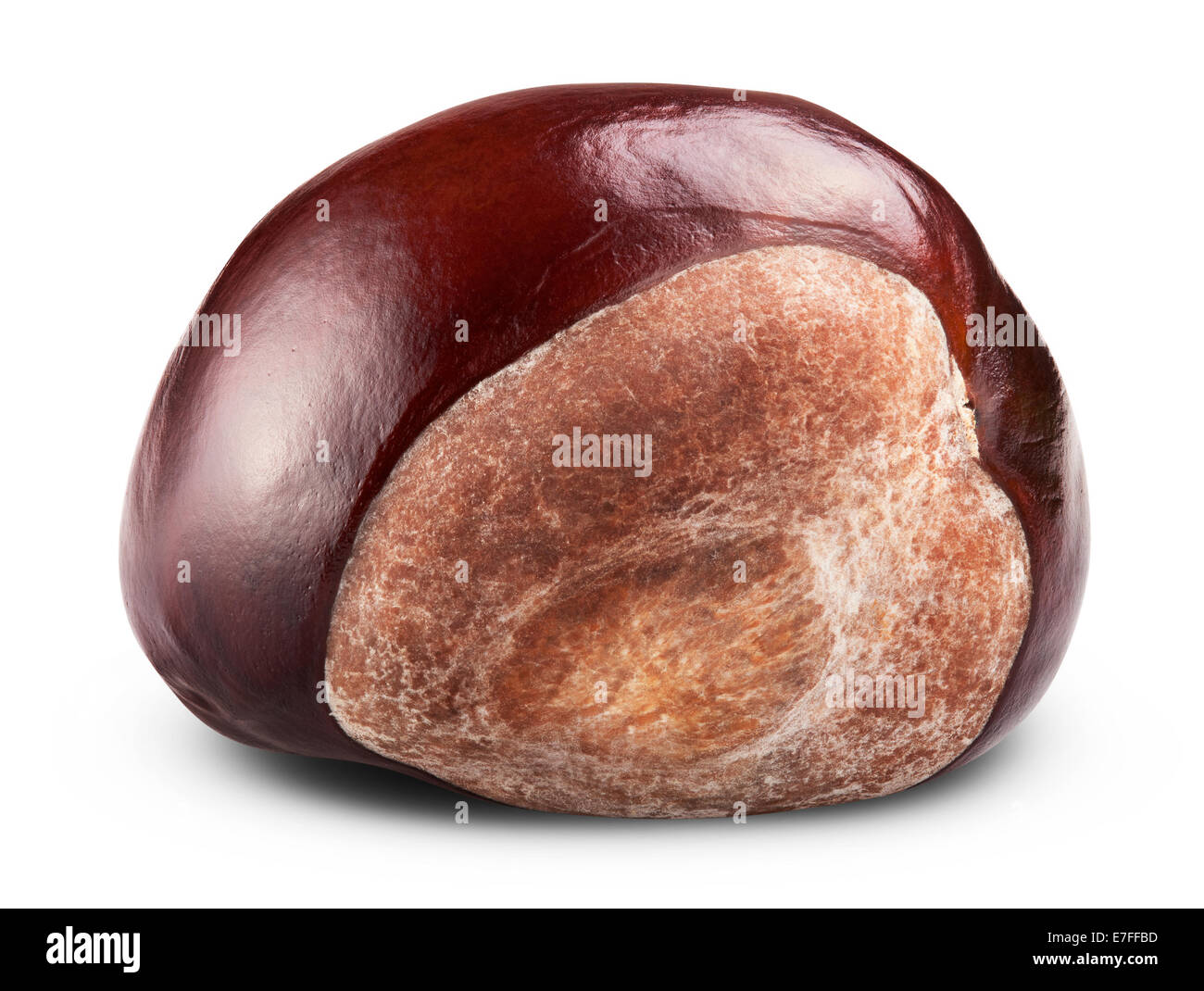 Single chestnut isolated on white with clipping path Stock Photo - Alamy