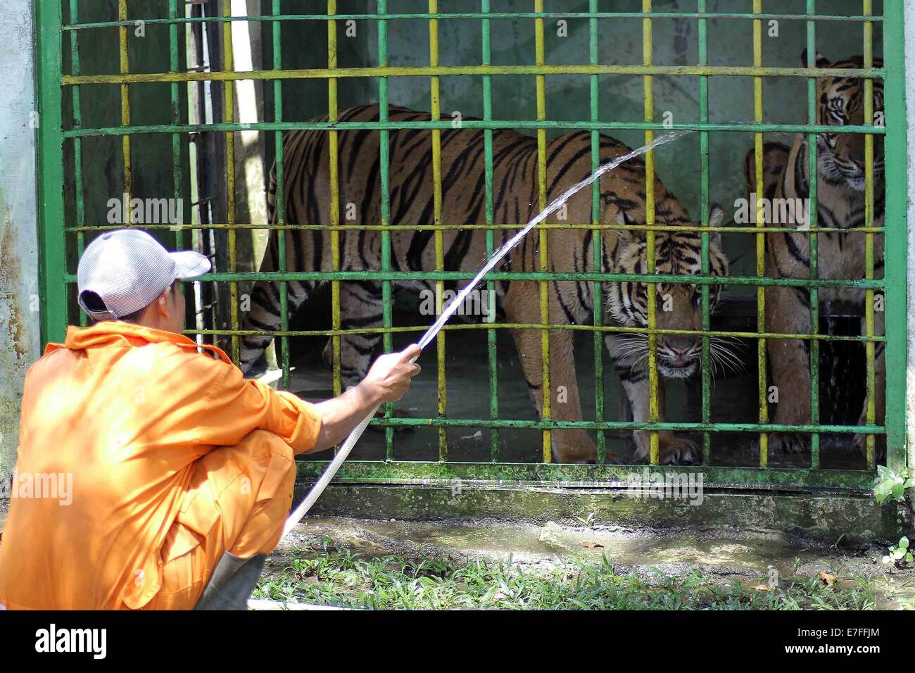 Medan Zoo, Sumatra, Indonesia. 16th September, 2014. Officer feed ...